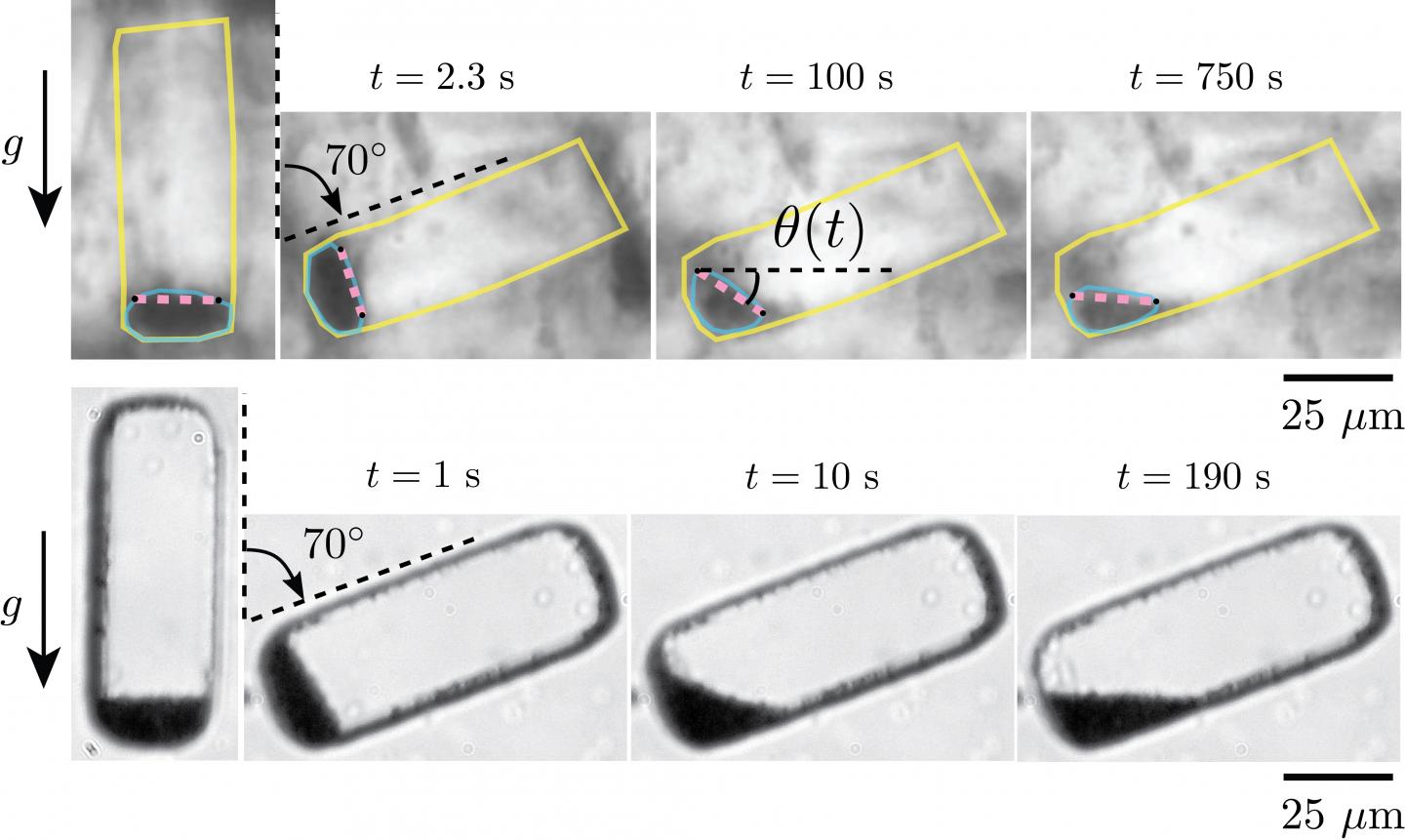 Statolithes and Statolikes [IMAGE] | EurekAlert! Science News Releases