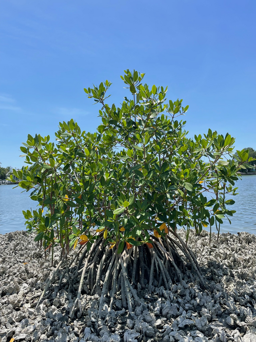 Mangrove overtaking oyster ree [IMAGE] | EurekAlert! Science News Releases