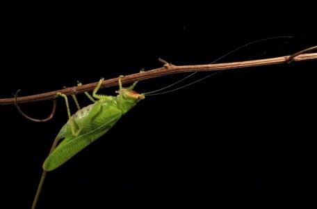 Copiphora brevirostris [IMAGE] | EurekAlert! Science News Releases