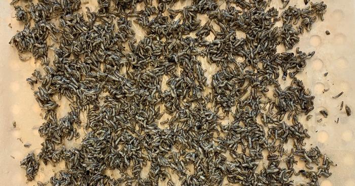 Kelp fly larvae [IMAGE] | EurekAlert! Science News Releases