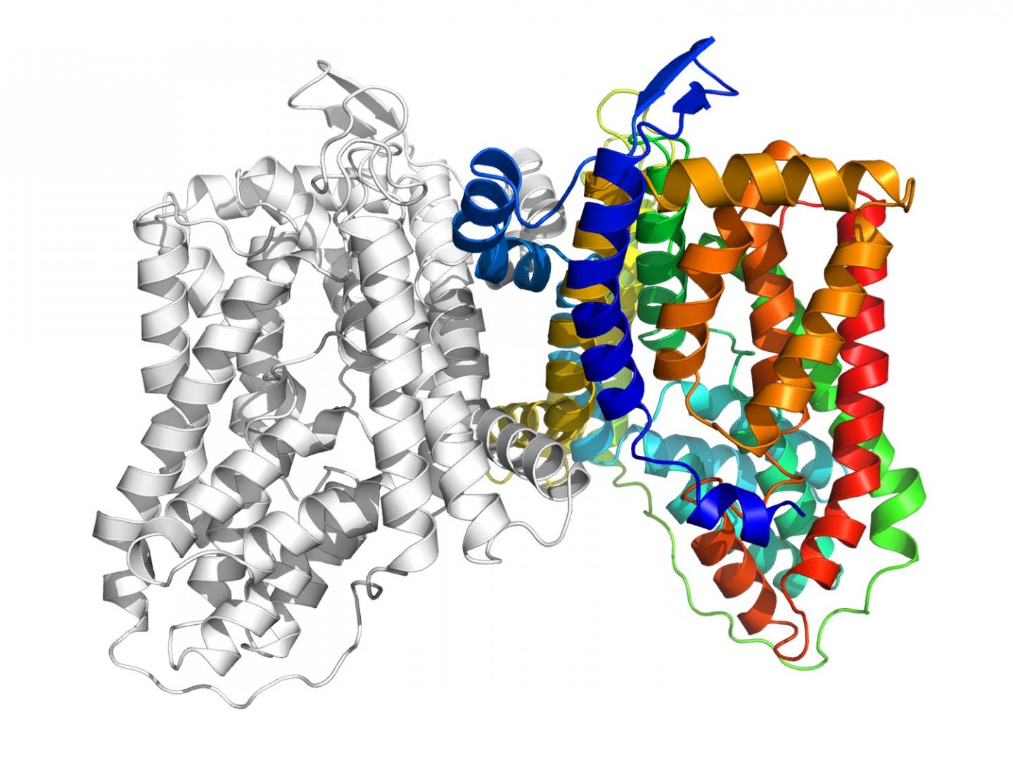 protein-pumps-image-eurekalert-science-news-releases