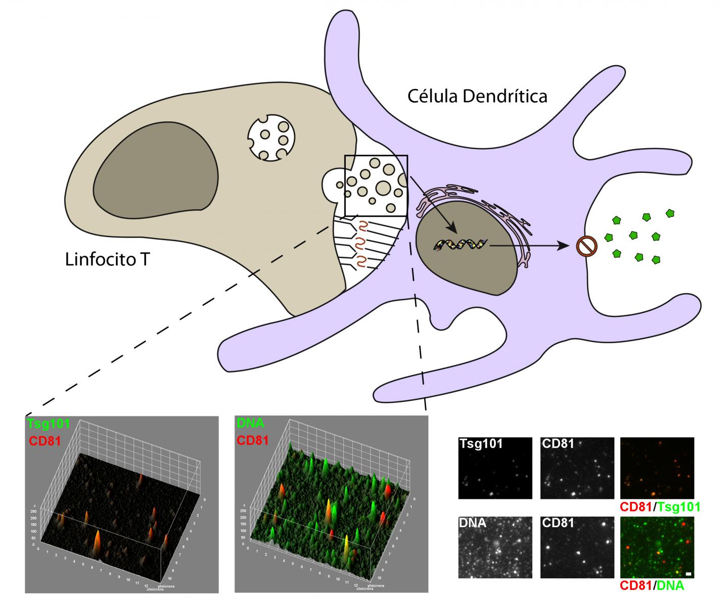 Mitochondrial DNA in exosomes is the alarm th | EurekAlert!