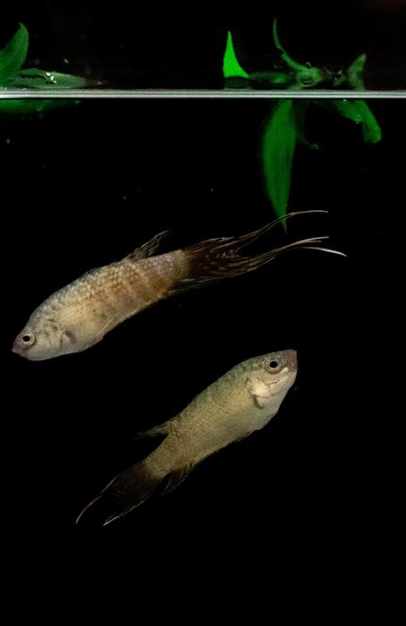 Paradise fish [IMAGE] | EurekAlert! Science News Releases