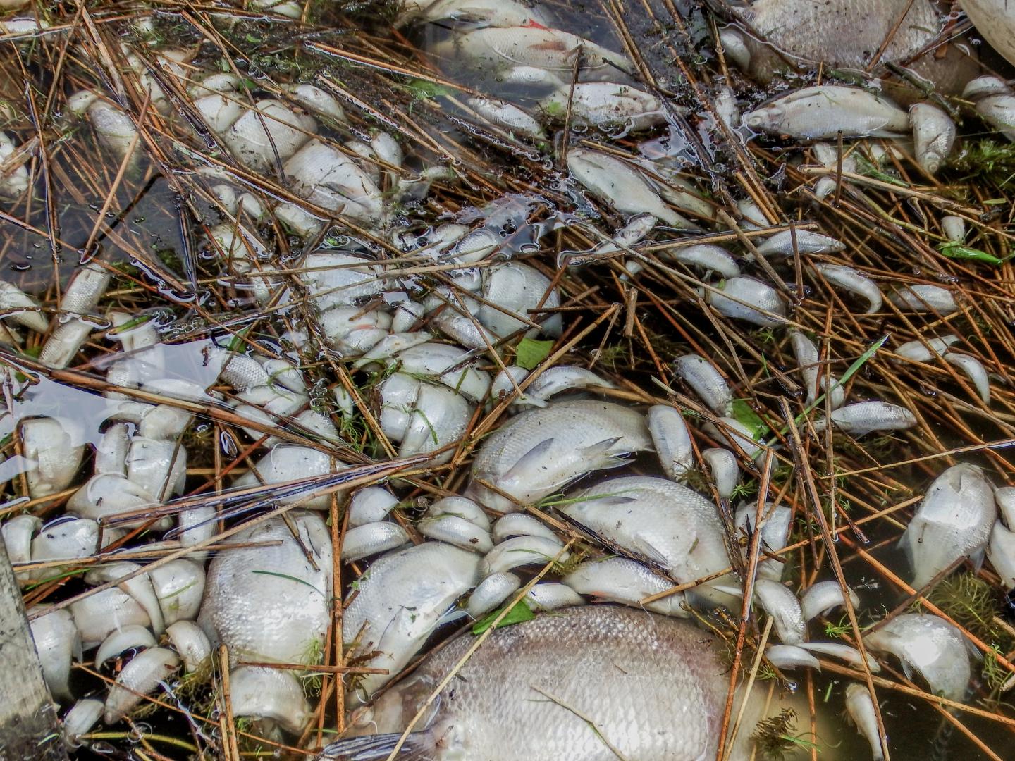 Fish Killer -- Prymnesium p [IMAGE] | EurekAlert! Science News Releases