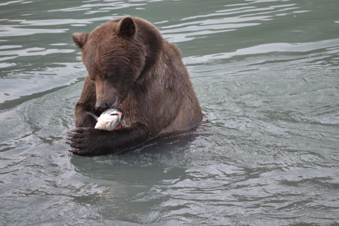 The golden drool: Study finds treasure trove | EurekAlert!