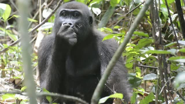 More Accurate Estimates of Great Ape Populati | EurekAlert!