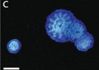 Coral Embryos Clone Themselves (7 of 9) | EurekAlert!