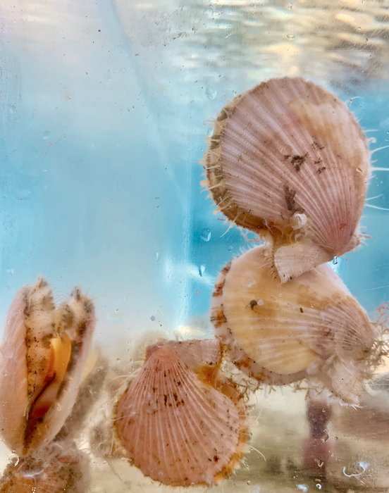 Scallops [IMAGE] | EurekAlert! Science News Releases