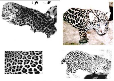 Turing Patterns in Leopard and [IMAGE] | EurekAlert! Science News Releases