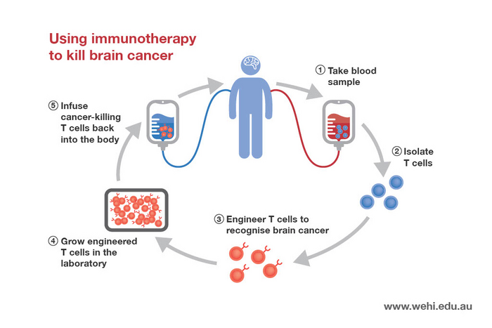 Immunotherapy infographic [IMAGE] | EurekAlert! Science News Releases
