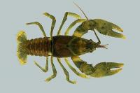 Scientists seeking rare river crayfish aren't | EurekAlert!