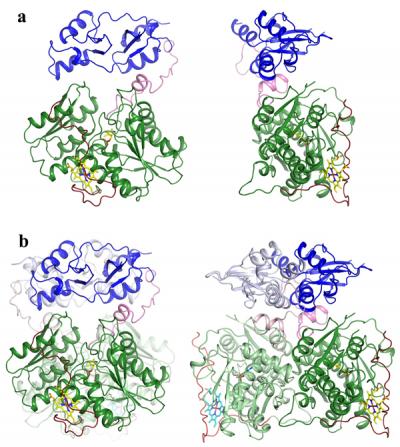 Structure of a protein related to heart and n | EurekAlert!