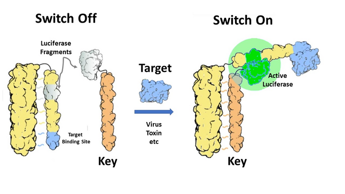 The molecular switch embedded [IMAGE] | EurekAlert! Science News Releases
