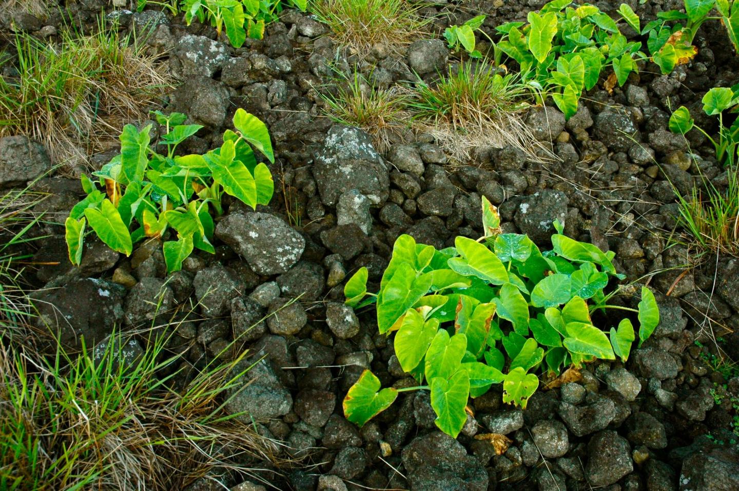 A Rock Mulch Garden on Rapa Nu [IMAGE] | EurekAlert! Science News Releases