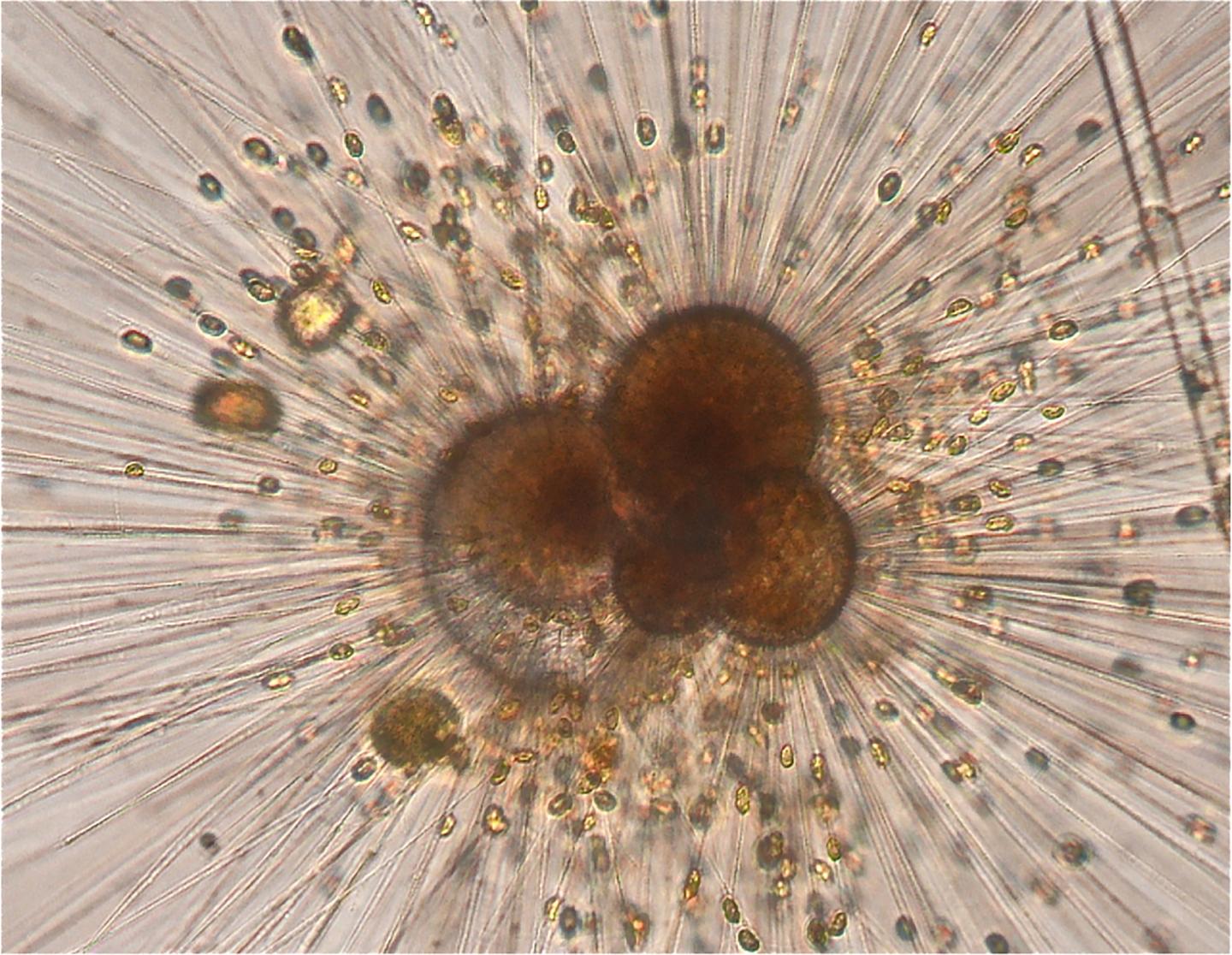 Living Foraminifera [IMAGE] | EurekAlert! Science News Releases