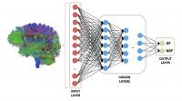 Whole-brain connectome maps teach artificial | EurekAlert!