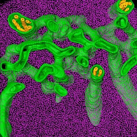 Close-Up View of Algae's Carbo [IMAGE] | EurekAlert! Science News Releases