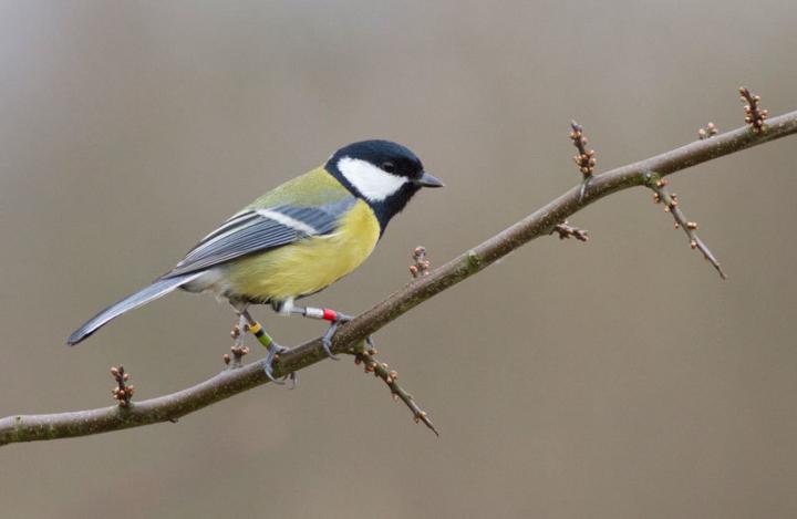 Wild Passerine Birds [IMAGE] | EurekAlert! Science News Releases