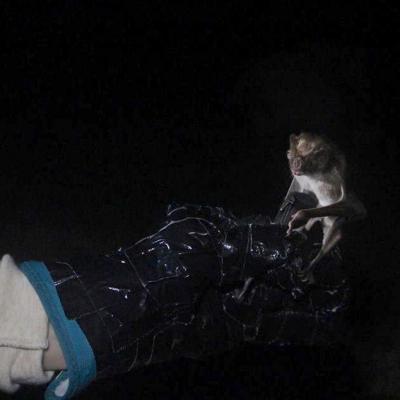 Vampire bats found to carry infectious bacter | EurekAlert!