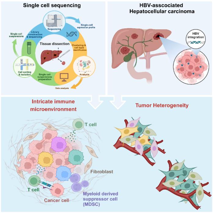 Novel insights into HBV-hepatocellular carcin | EurekAlert!