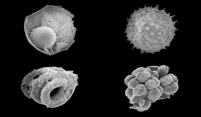 Microfossils [IMAGE] | EurekAlert! Science News Releases
