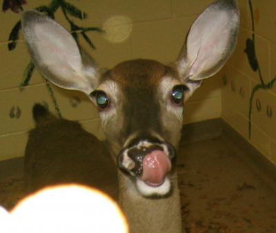 Body Fluids May Transmit Disease in Deer | EurekAlert!