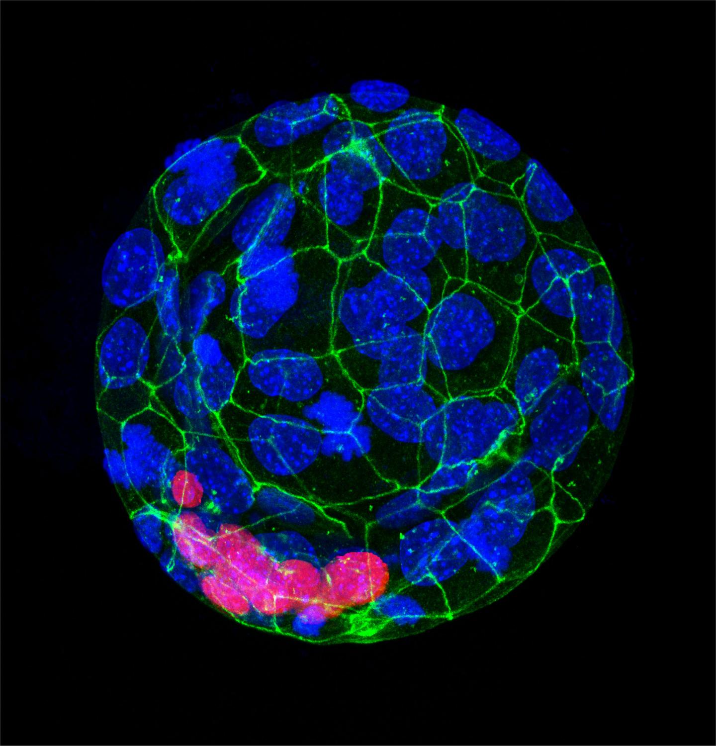 Blastocyte 5 Days of Developme [IMAGE] | EurekAlert! Science News Releases