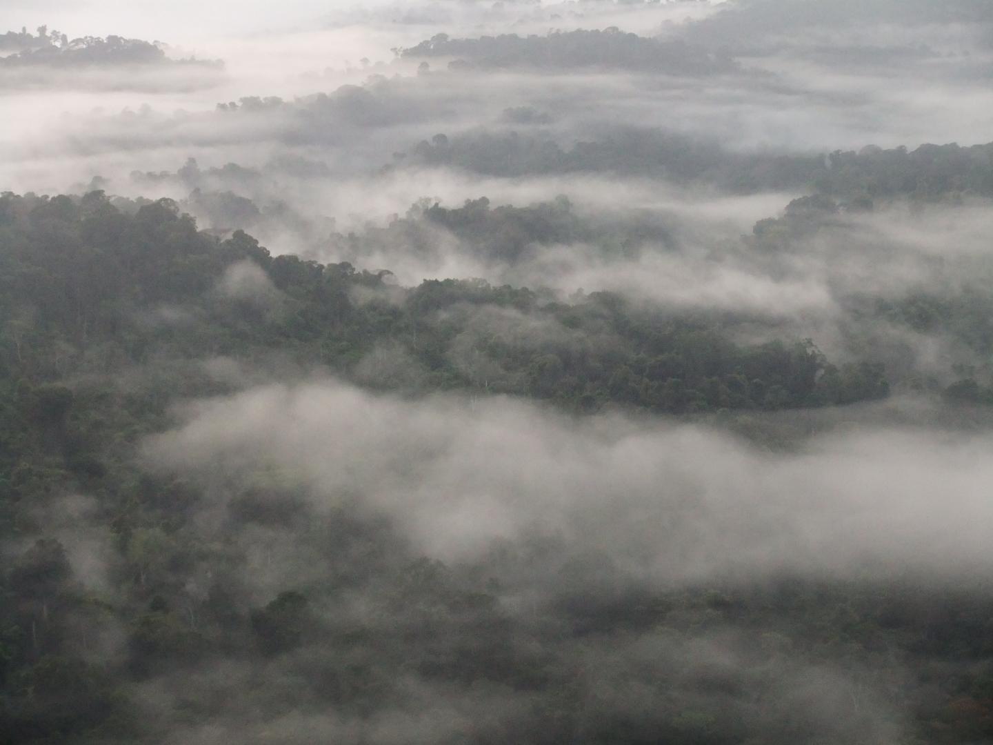 Amazon Rainforest 3 [IMAGE] | EurekAlert! Science News Releases