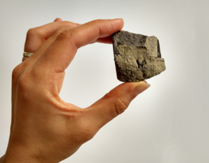 Bellairsia artistic drawing [IMAGE] | EurekAlert! Science News Releases