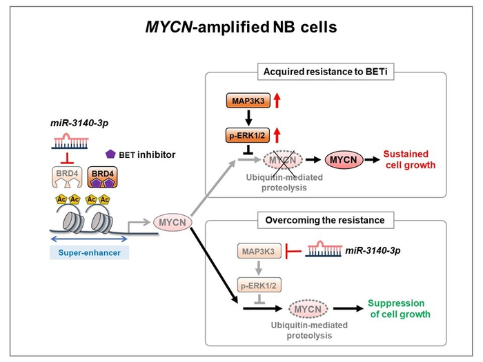 Figure 2. Diagram summarizing [IMAGE] | EurekAlert! Science News Releases