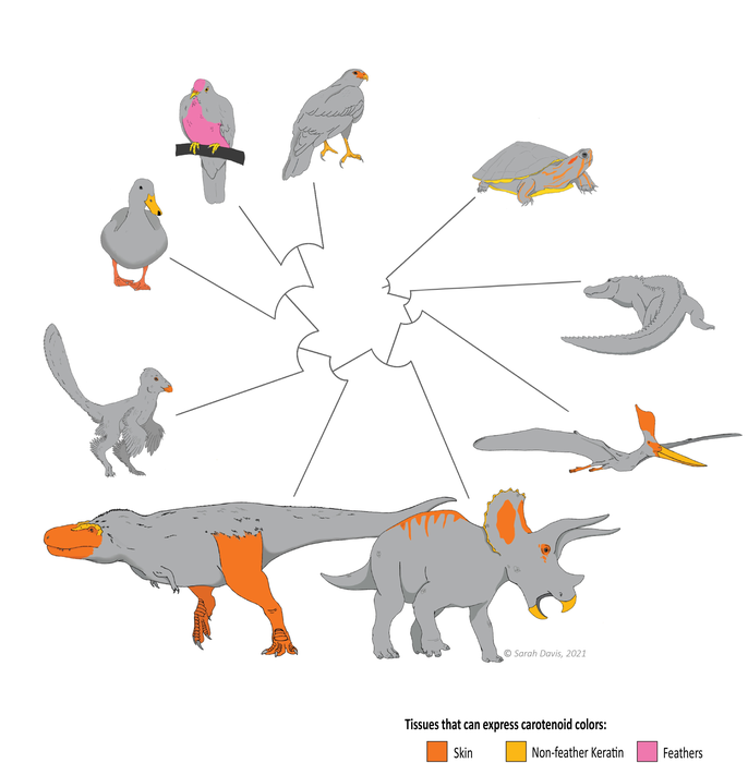 evolutionary tree [IMAGE] | EurekAlert! Science News Releases