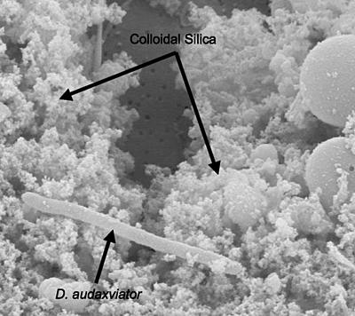 Two miles underground, strange bacteria are f | EurekAlert!