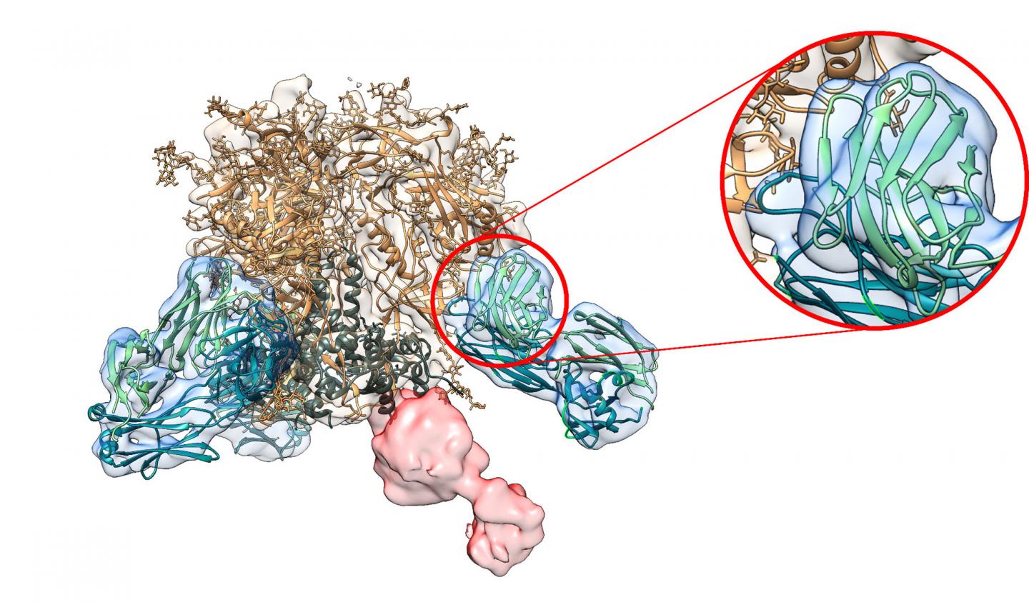 HIV Proteins [IMAGE] | EurekAlert! Science News Releases