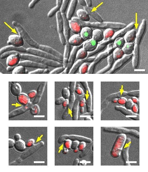 Exploiting Parasitic Yeast to [IMAGE] | EurekAlert! Science News Releases
