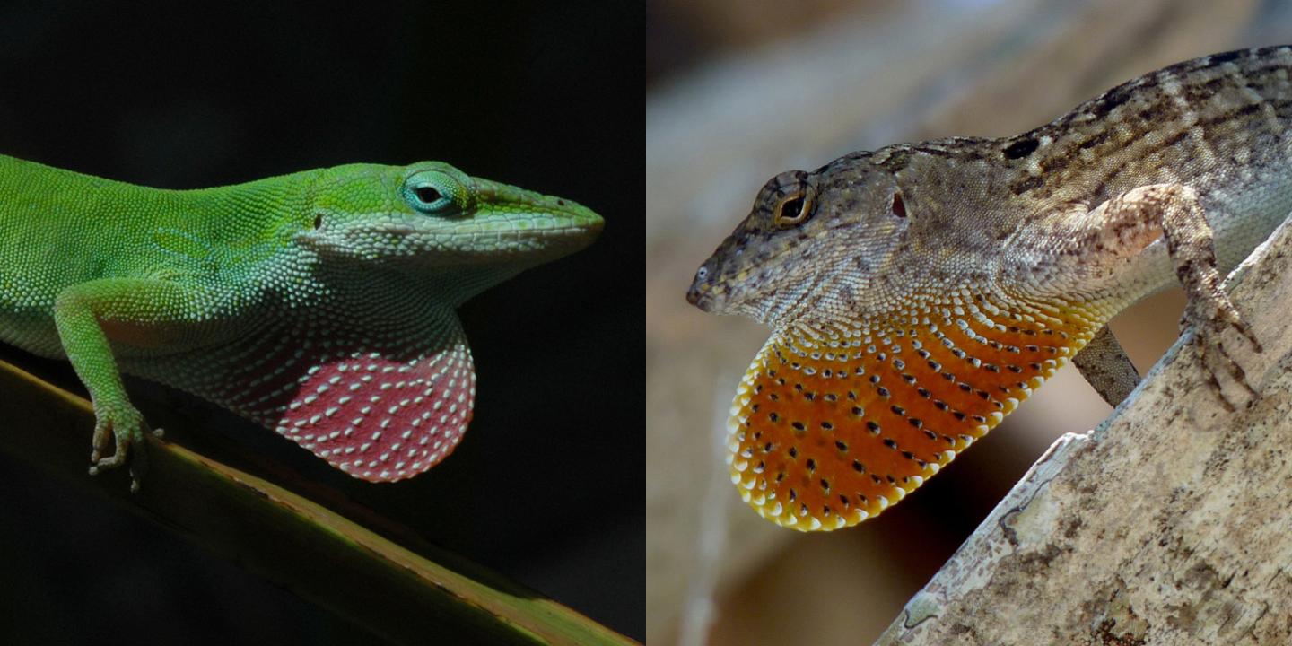 Green Anole and Brown Anole [IMAGE] | EurekAlert! Science News Releases