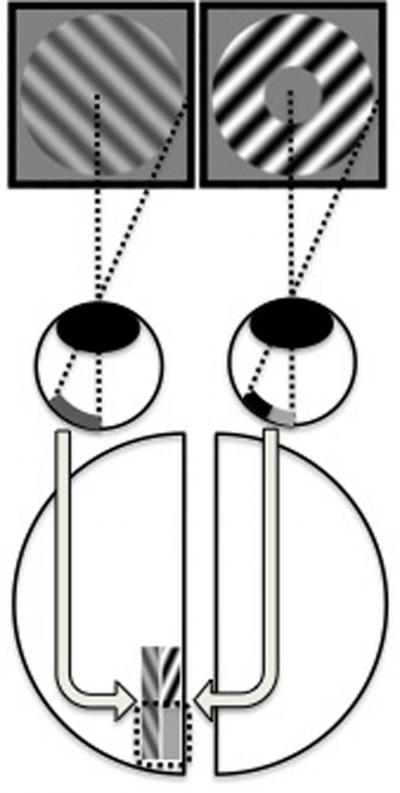 Seeing v. Noticing, in the Brain (2 of 2) | EurekAlert!