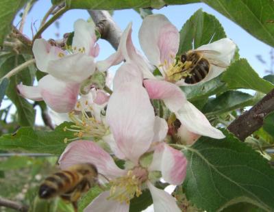 Wild Pollinators Crucial For Food Crops (8 of | EurekAlert!