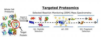 Targeted Proteomics [IMAGE] | EurekAlert! Science News Releases