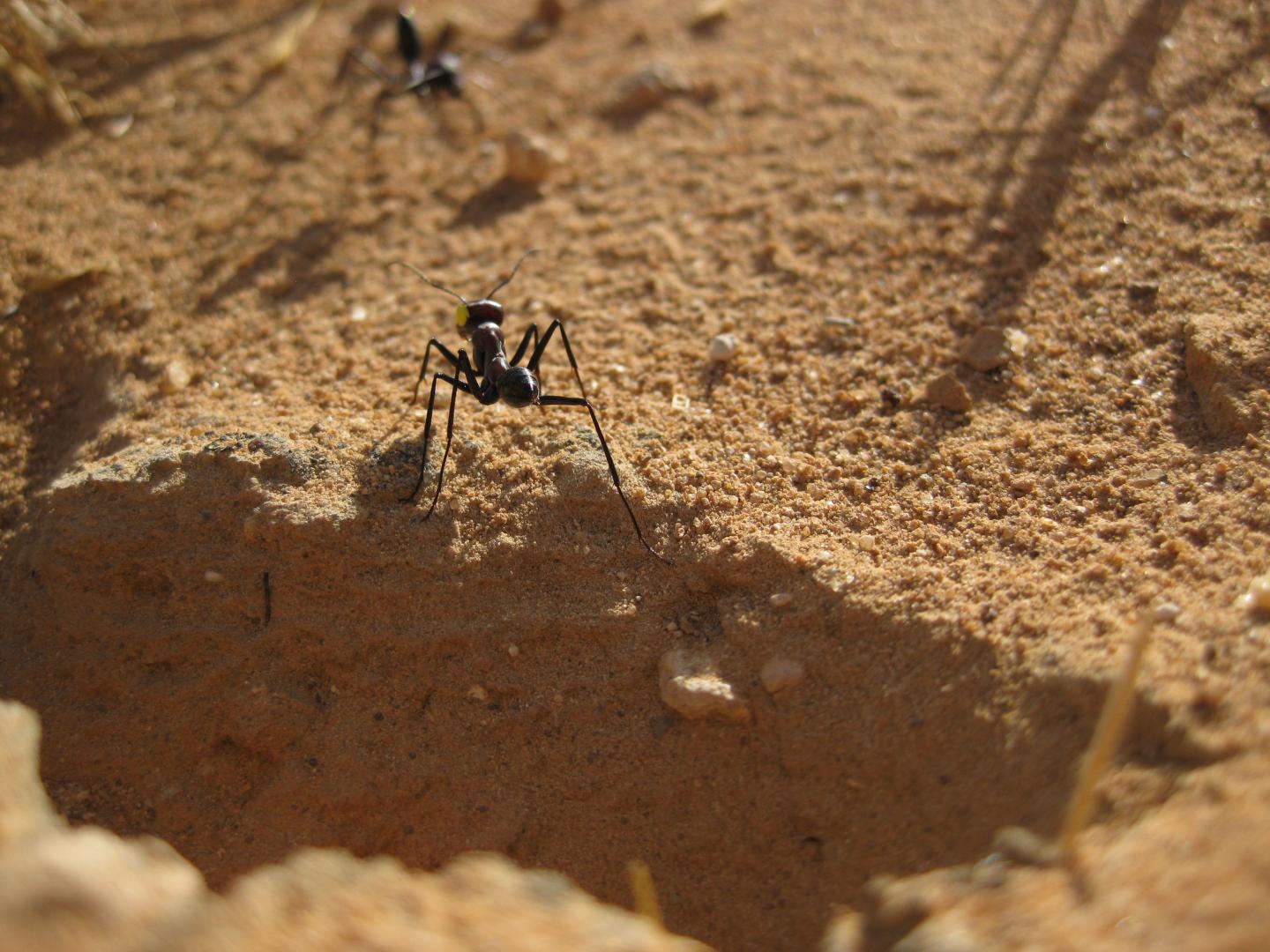 Ants Have Dual Navigation Syst [IMAGE] | EurekAlert! Science News Releases