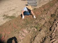 Optimizing sweet potato production | EurekAlert!