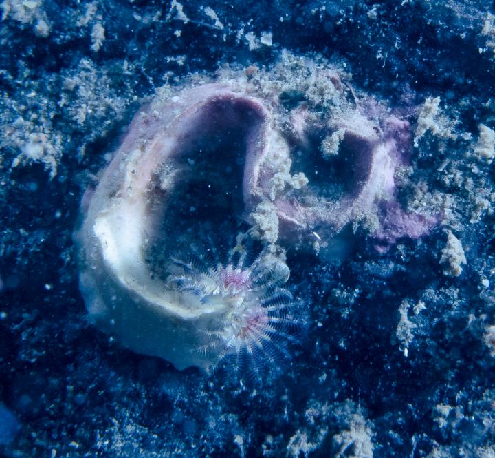 Close up of Spirobid Worm Feed [IMAGE] | EurekAlert! Science News Releases