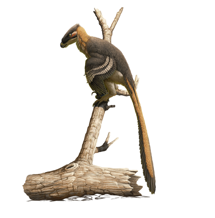 Vectiraptor greeni, a new fier [IMAGE] | EurekAlert! Science News Releases