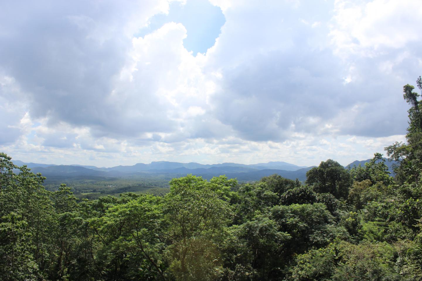 Rainforest near Site of Batado [IMAGE] | EurekAlert! Science News Releases