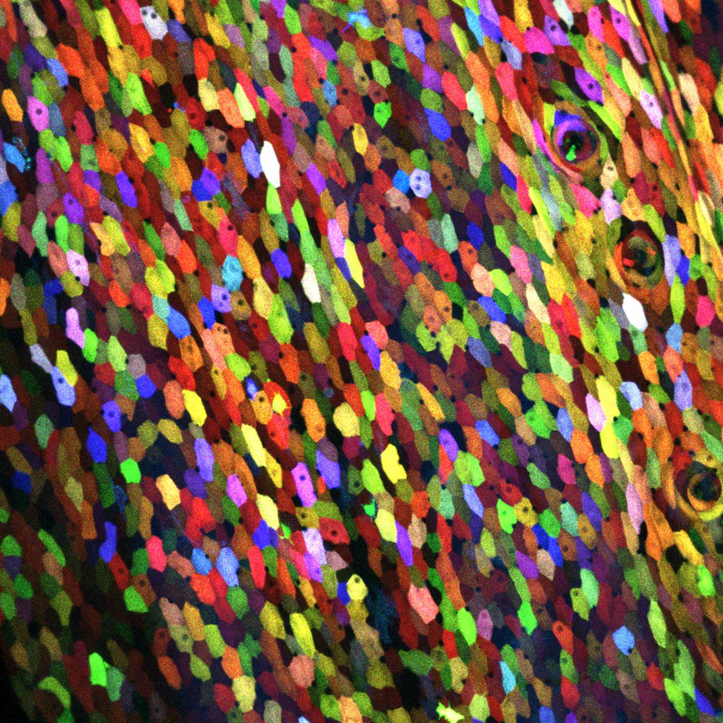 Skinbow Under a Microscope [IMAGE] | EurekAlert! Science News Releases