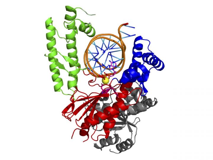 Study identifies never-before-seen dual funct | EurekAlert!