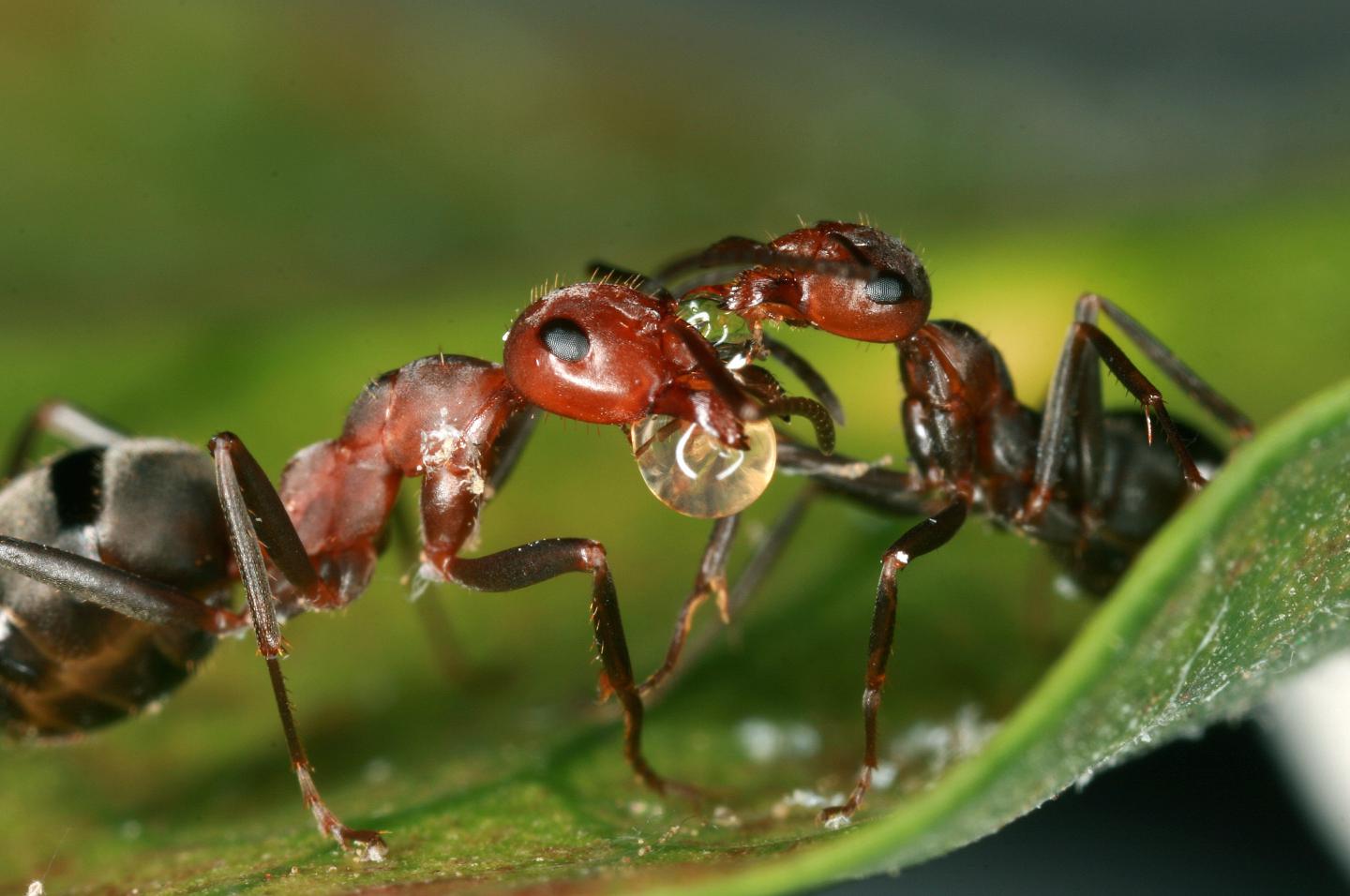 Macro Photography of Two Ants [IMAGE] | EurekAlert! Science News Releases
