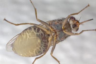 Tsetse Fly Genome Could Help Combat Sleeping | EurekAlert!