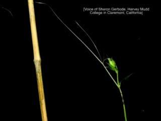 How Cucumber Tendrils Hoist Their Payload Sun | EurekAlert!