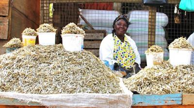 Mukene [IMAGE] | EurekAlert! Science News Releases