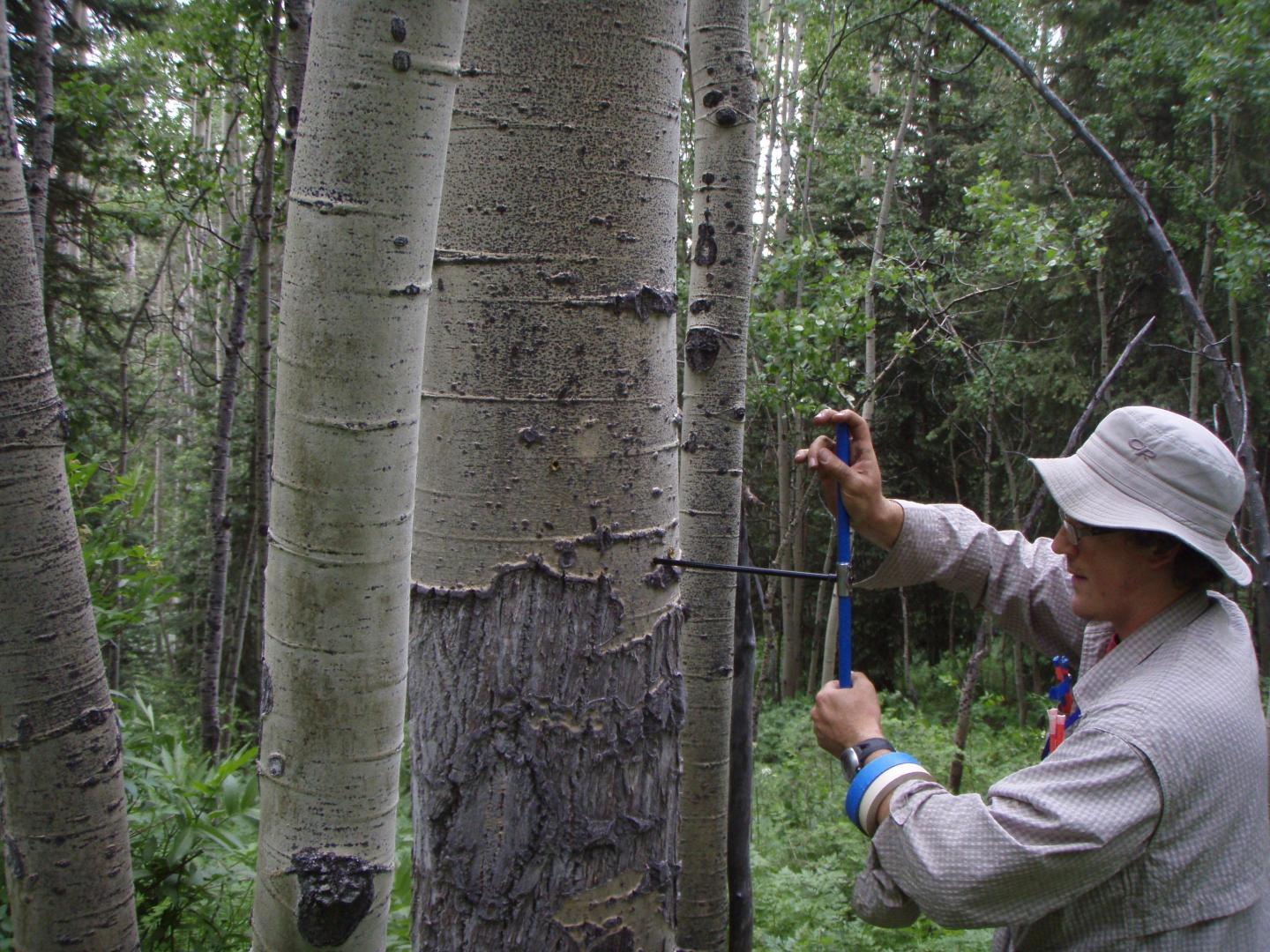 Predicting how forests in the western US will | EurekAlert!